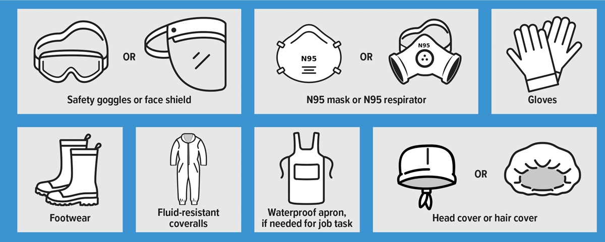 Bird Flu in Tompkins County | Tompkins County